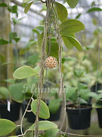 Hoya Name : perakensis sp lata iskandan