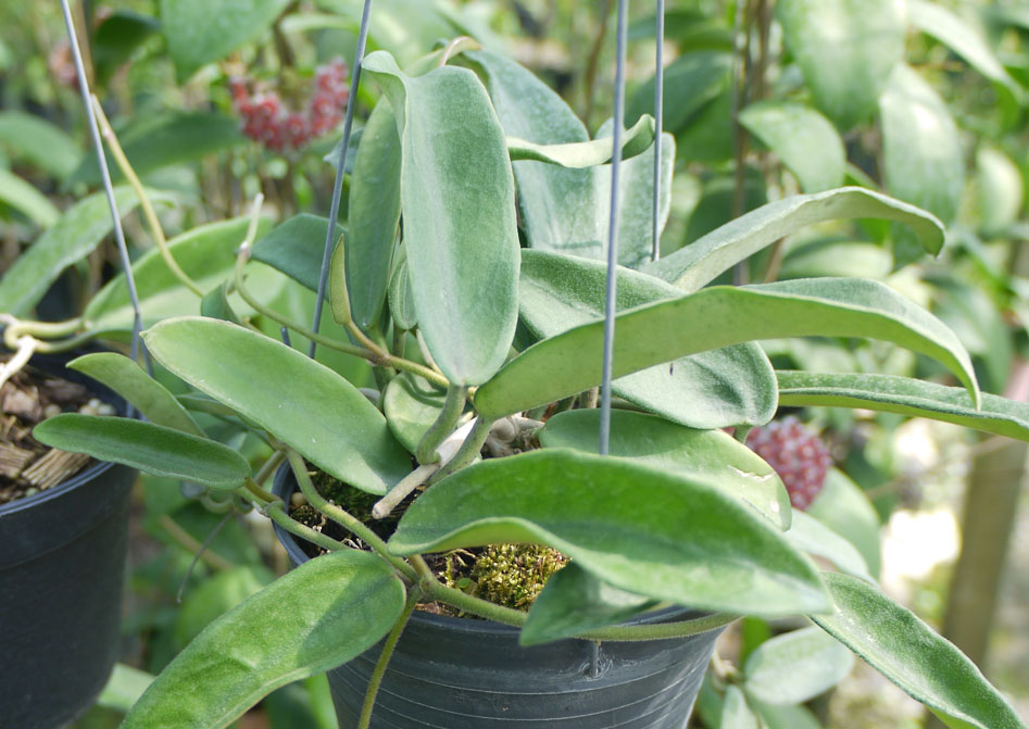 Index of /hoya/hoya_4/picture/lyi/