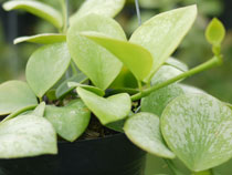 You are bidding 1-2 Vine Plants of Orange Pink Hoya " Biakensis