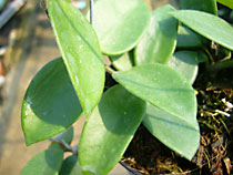 Hoya cv chouke