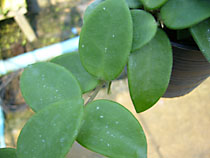 Hoya cv chouke