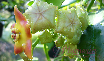 Hoya ciliata
