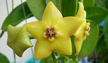 You are bidding 1-2 Vine Plants of Golden Yellow Hoya " GoldenStar