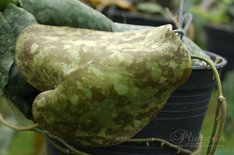 Imbricata on tree..