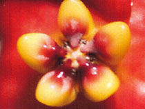 Hoya optimistic