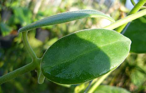 Hoya optimistic
