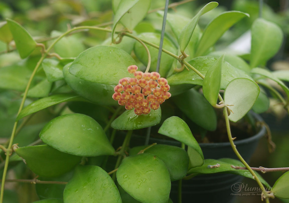h oya panchoi with beauty of floral characteristics of andalensis ...