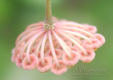 You are bidding 1-2 Vine Plants of Red Hoya " Panchoi