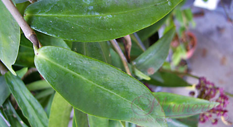 Rubida