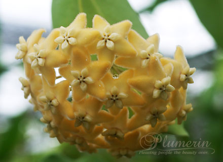 You are bidding 1-2 Vine Plants of Orange Hoya "ut030" Rare!!