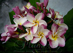 Plumeria Cathaleeya