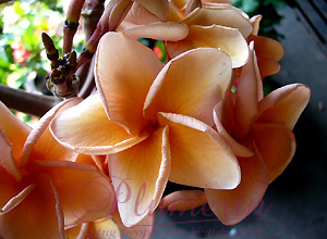 Plumeria Salmon Brown