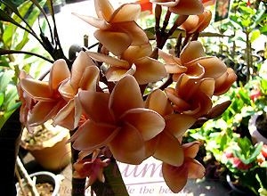 Plumeria Salmon Brown