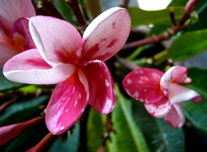 Plumeria Salsa
