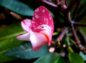 Plumeria Salsa