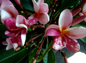Plumeria Salsa