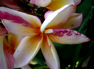 Plumeria Coral Cream